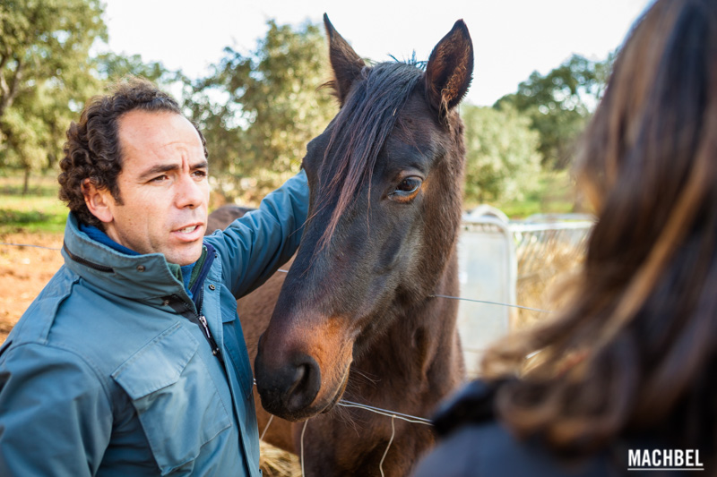 Reservatauro, el parque del toro bravo, el caballo español y el toreo ...