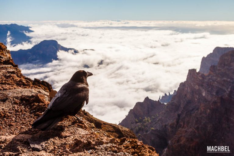 La Palma, 15 cosas qué ver en la isla de los volcanes - machbel